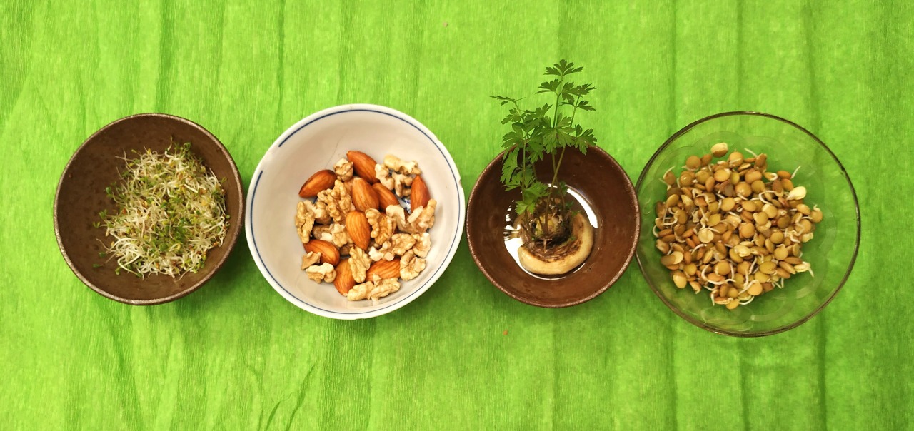 Klíčení semínek :: Doňa Meduňa