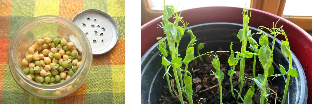 Klíčení semínek :: Doňa Meduňa